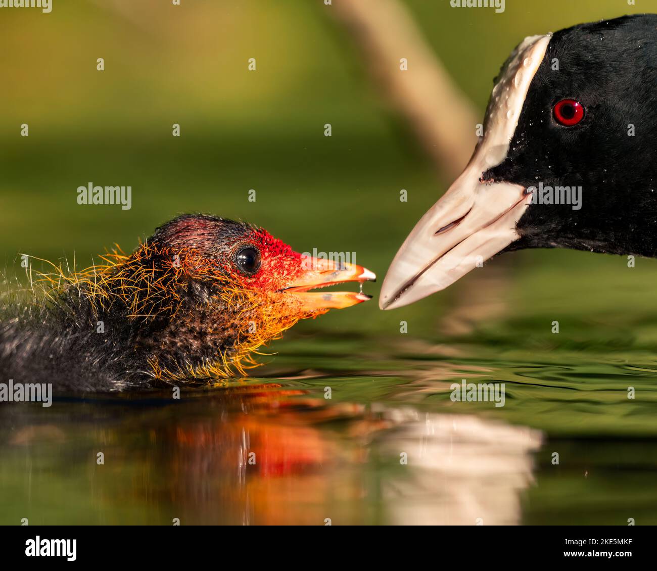 A closeup shot of a mother Eurasian coot touching beaks with its chick ...