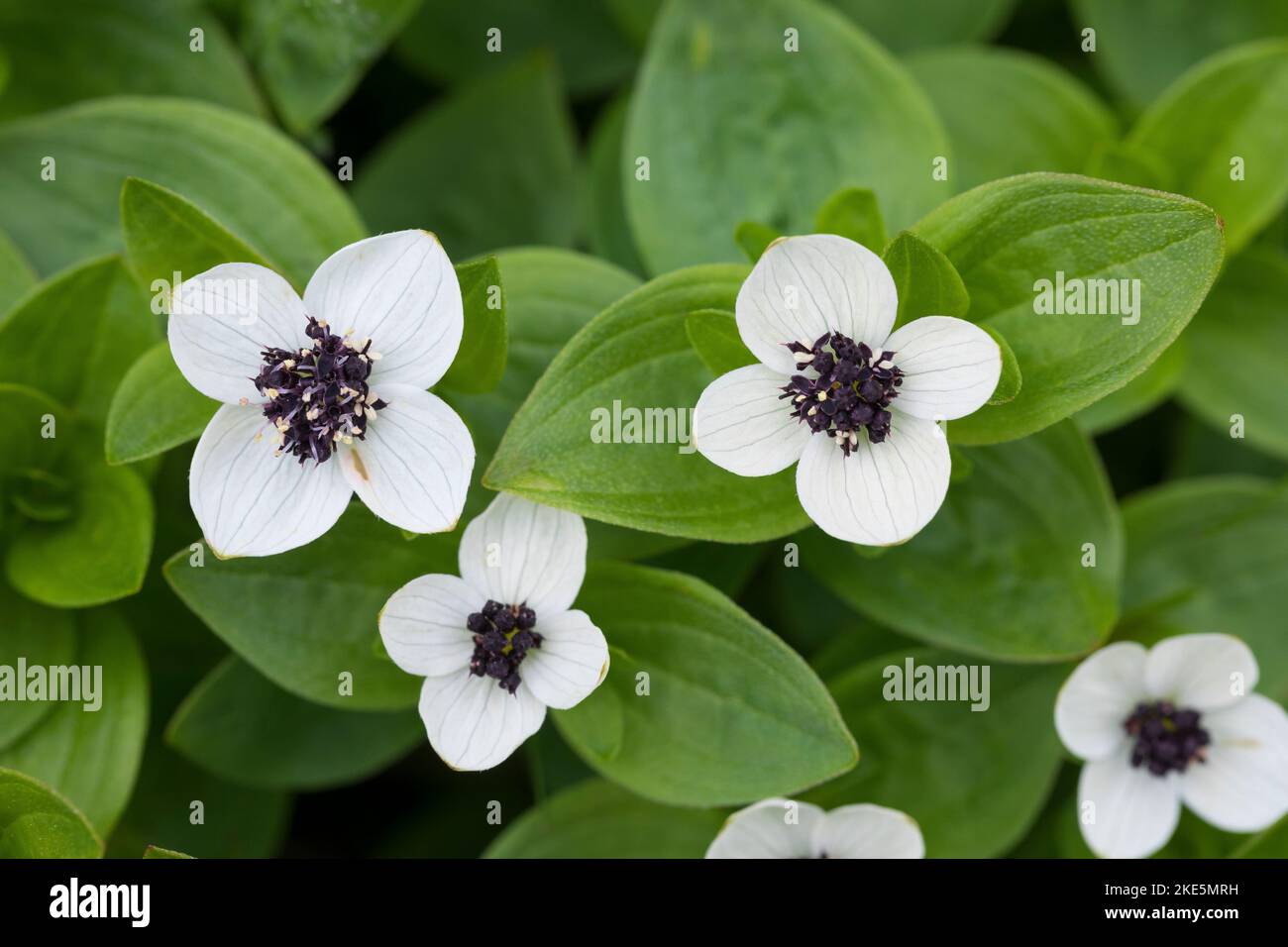 Schwedischer Hartriegel, Cornus suecica, Dwarf Cornel, bunchberry, Le ...
