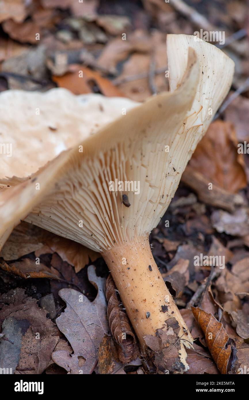 Iver, Buckinghamshire, UK. 10th November, 2022. Autumn's wildlife ...