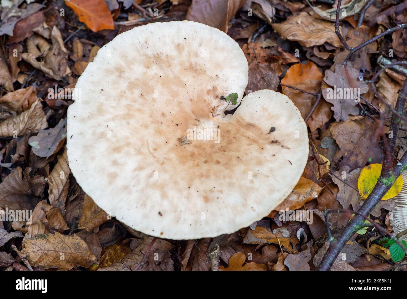 Iver, Buckinghamshire, UK. 10th November, 2022. Autumn's wildlife ...