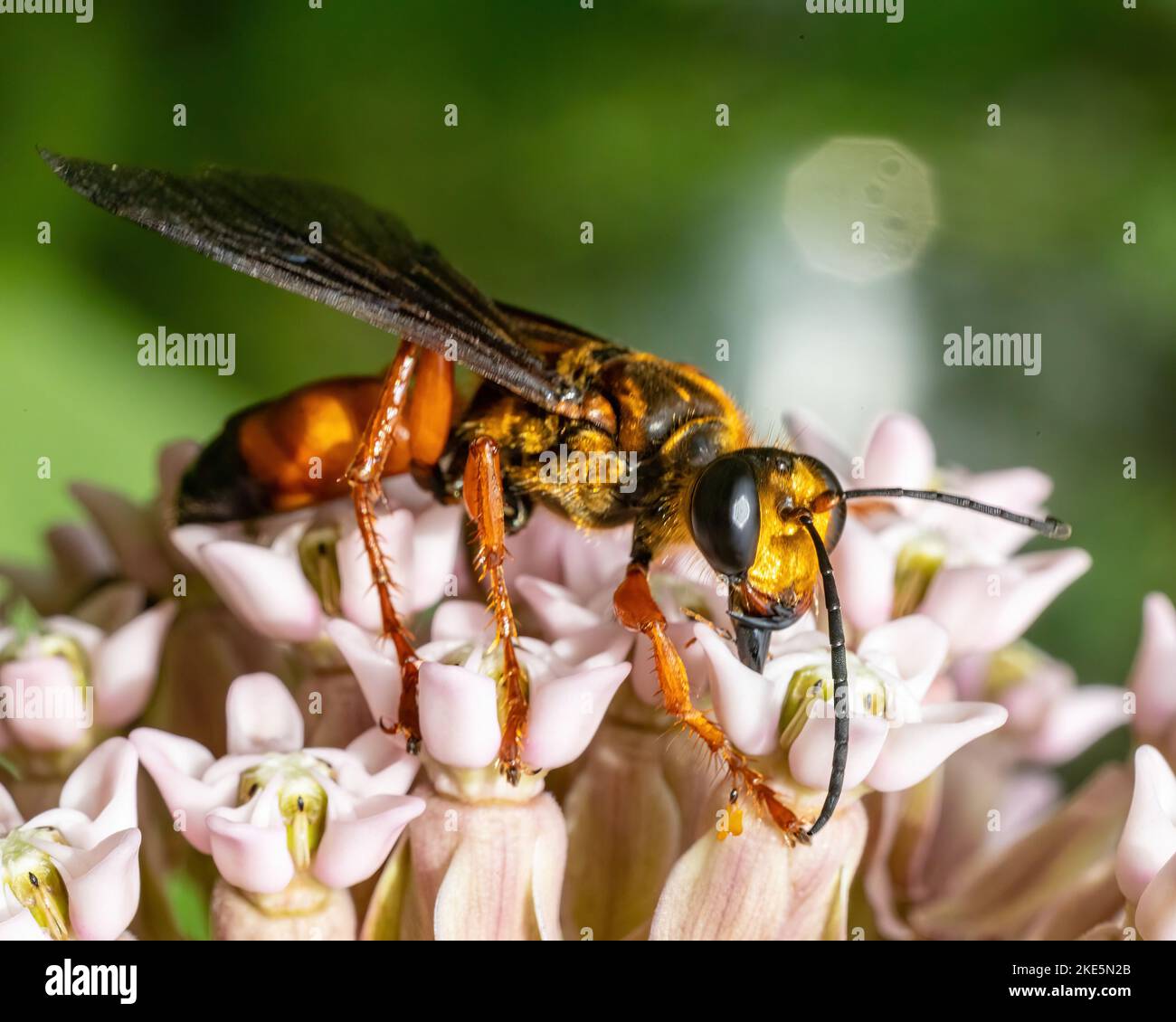 Spilomyia hi-res stock photography and images - Alamy
