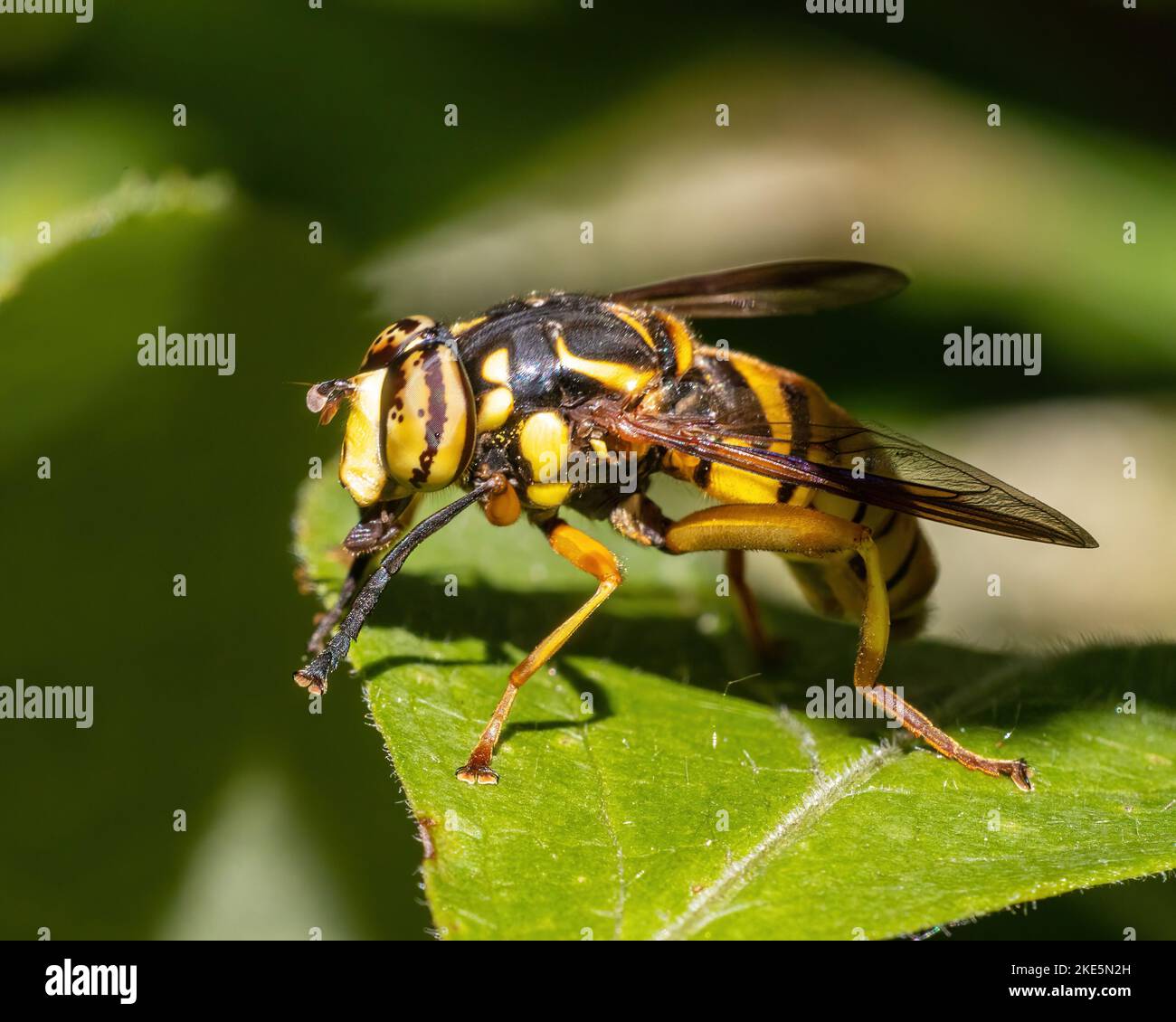 Spilomyia hi-res stock photography and images - Alamy