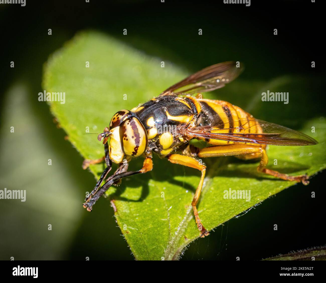 Spilomyia hi-res stock photography and images - Alamy