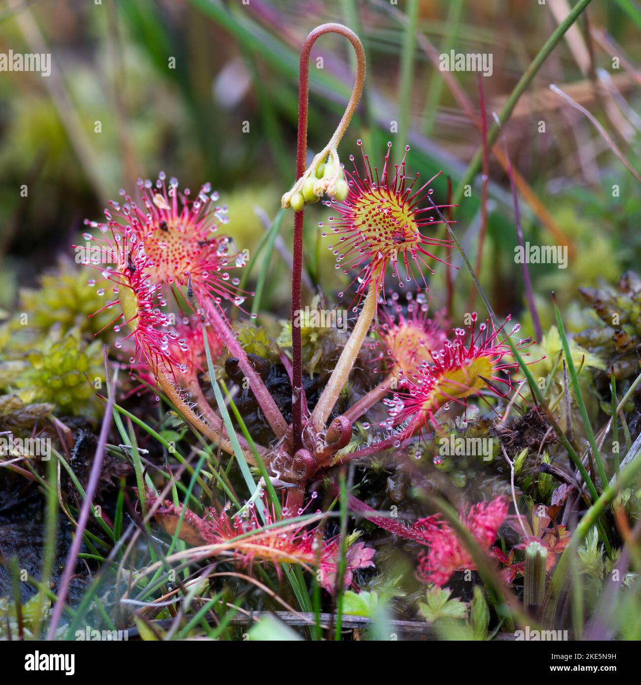 Temperate sundew hi-res stock photography and images - Alamy