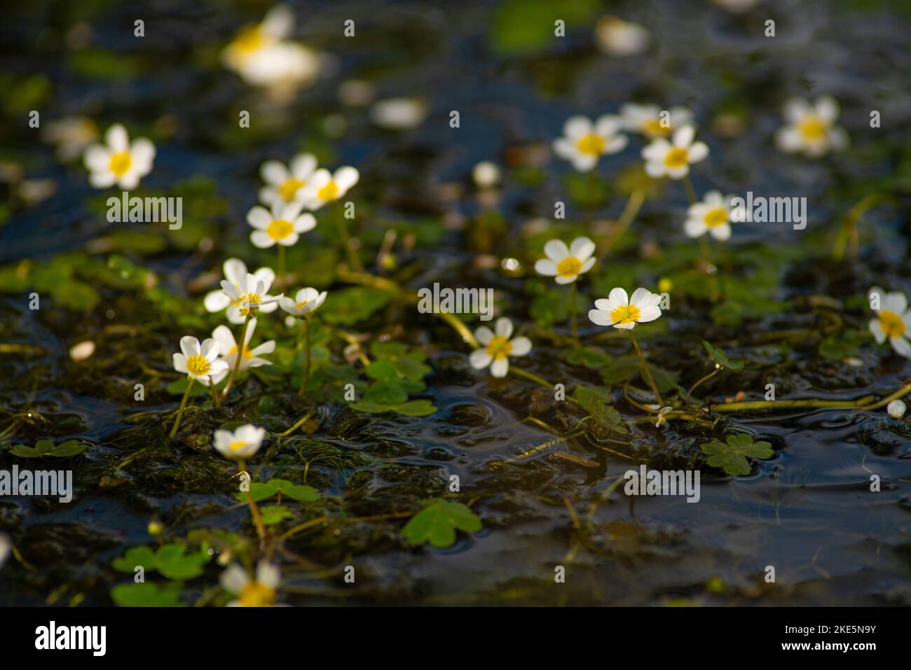 Common water-crowfoot in a New Forest stream Stock Photo - Alamy