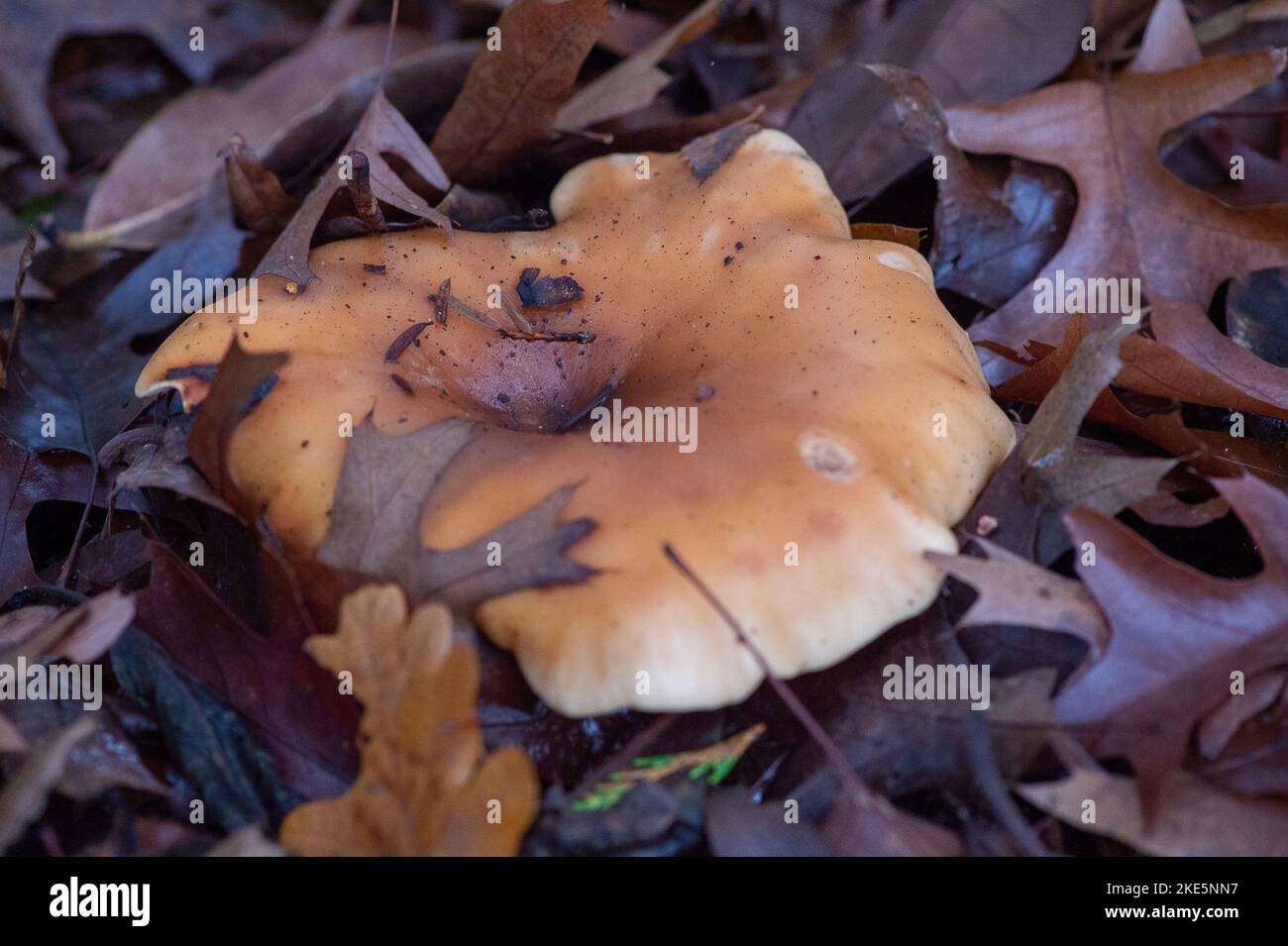 Iver, Buckinghamshire, UK. 10th November, 2022. Autumn's wildlife ...