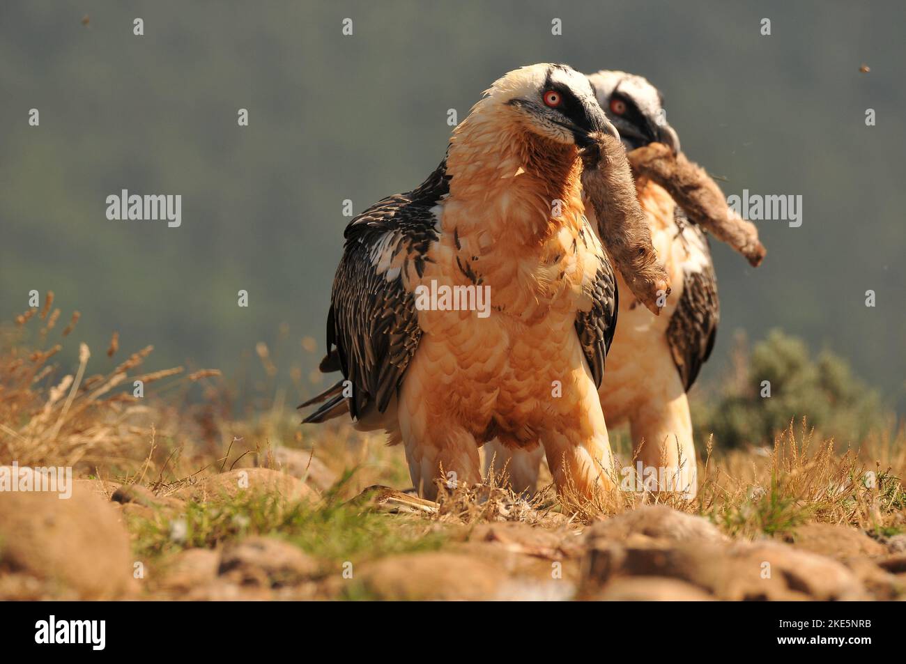 The scary bearded vulture birds eating bones in the rocky valley on a ...
