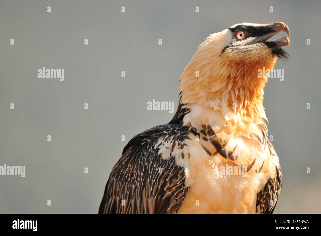 A portrait of a scary screaming bearded vulture bird Stock Photo - Alamy