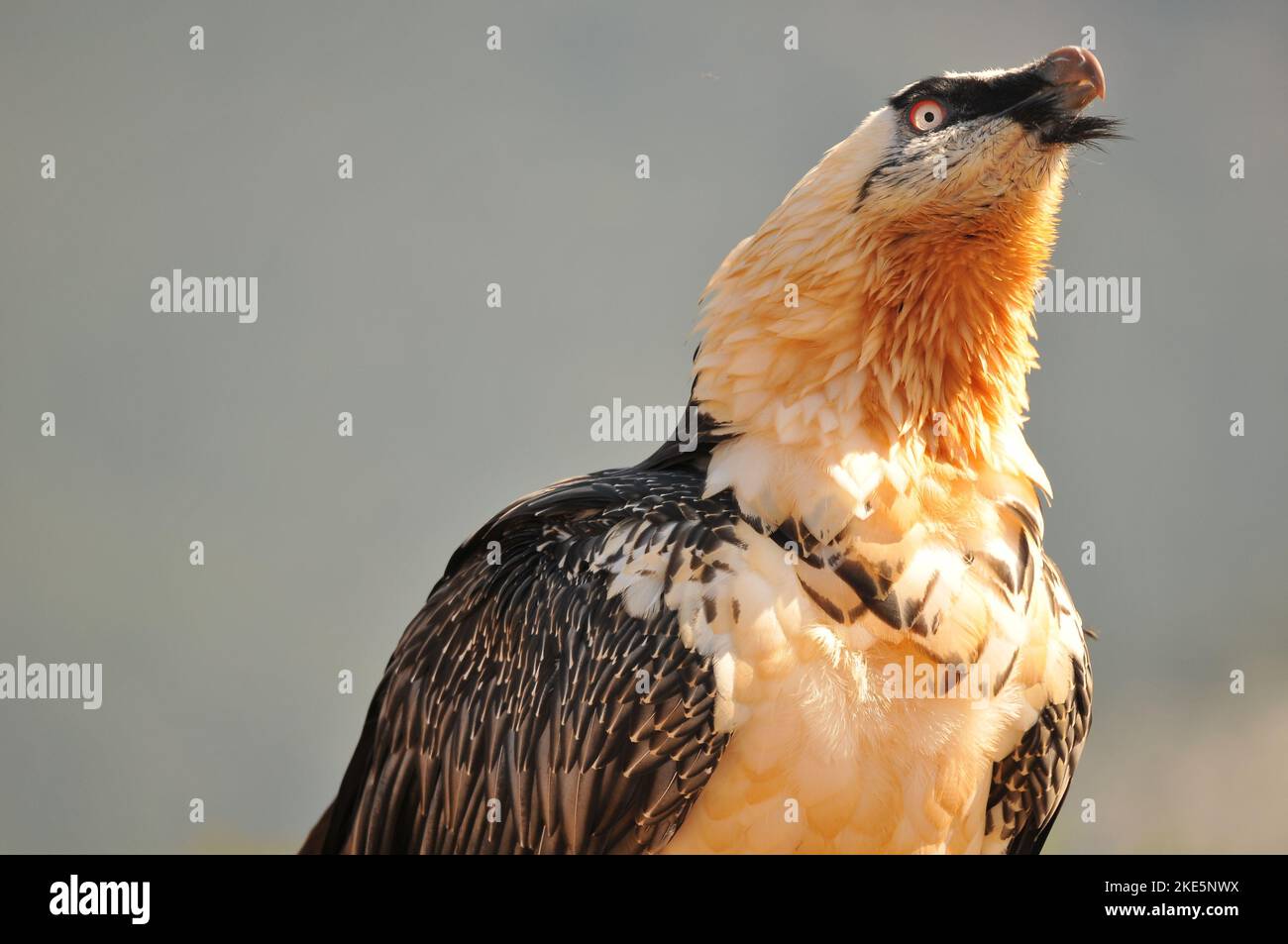 A portrait of a scary screaming bearded vulture bird Stock Photo - Alamy