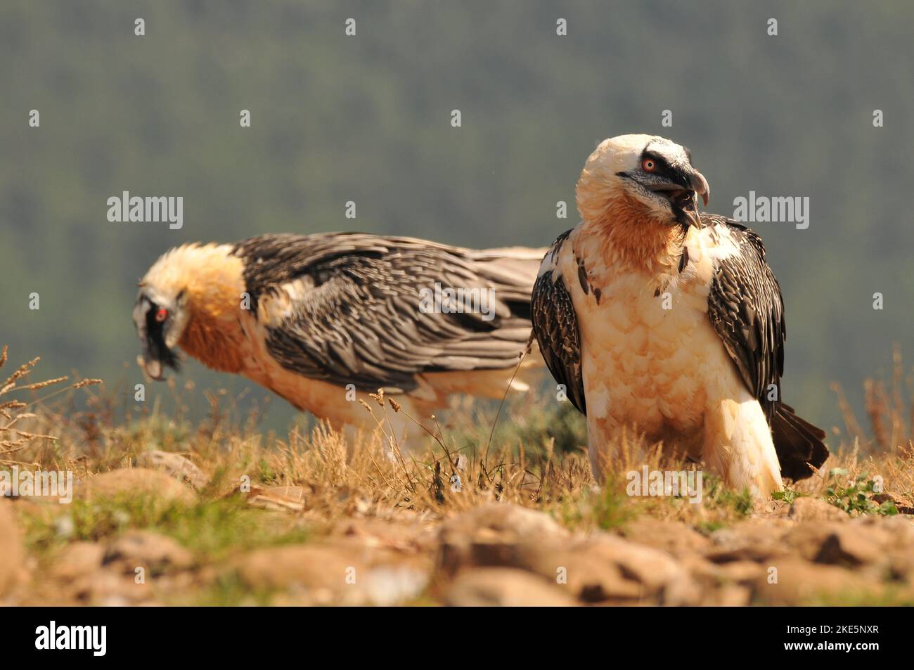 The scary bearded vulture birds in the valley on a sunny day Stock ...