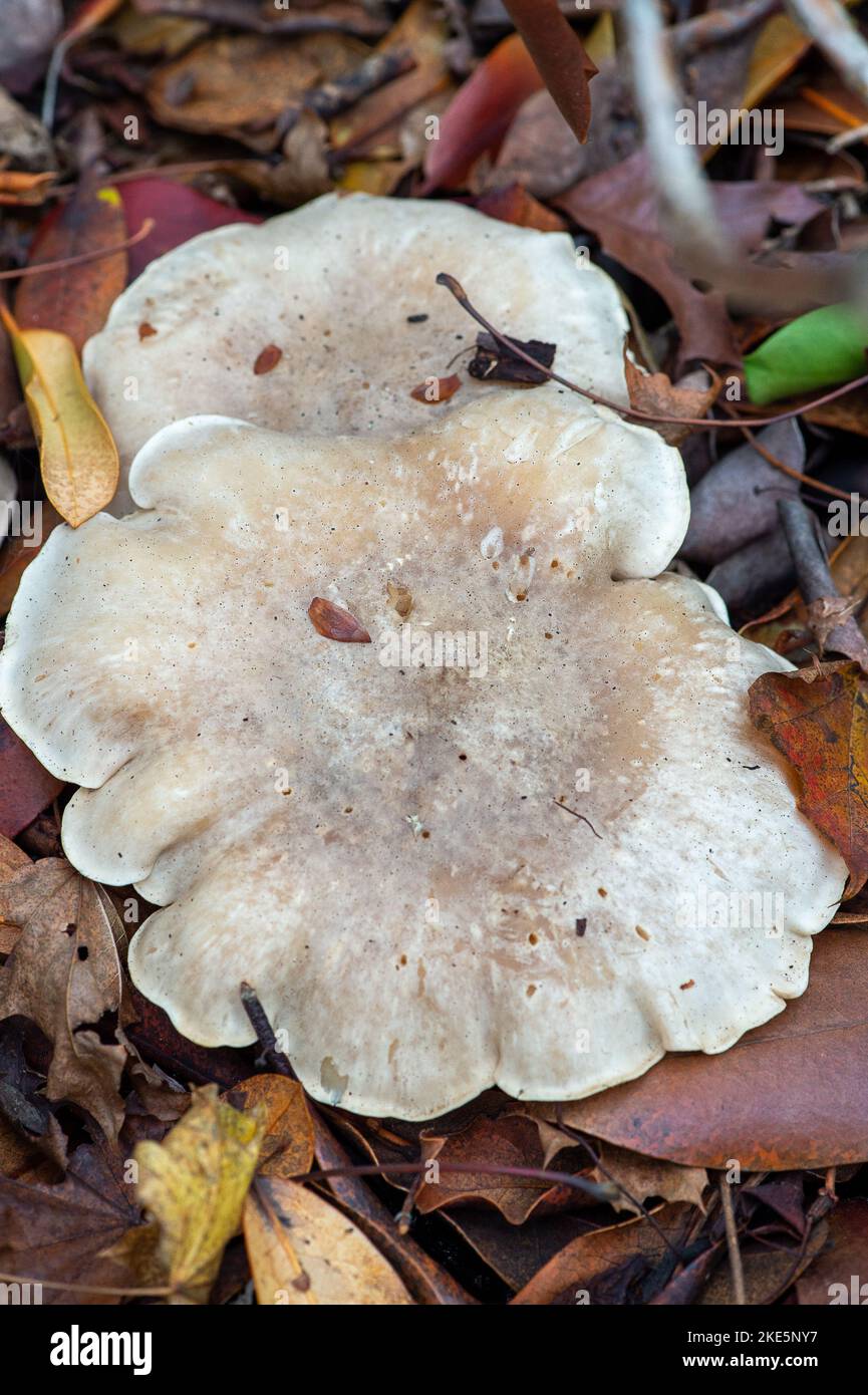 Iver, Buckinghamshire, UK. 10th November, 2022. Autumn's wildlife ...