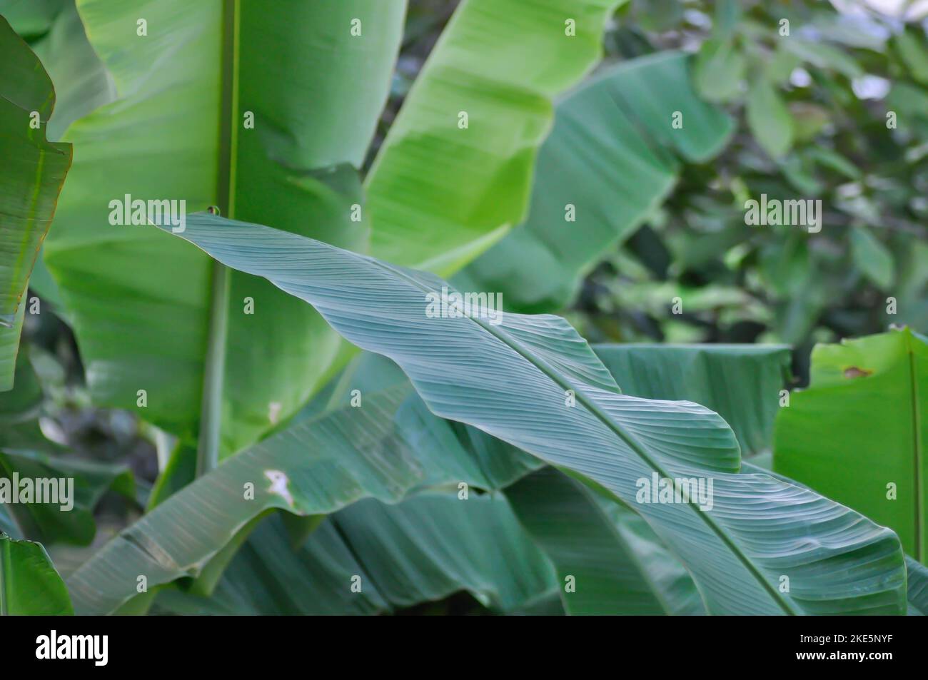 banana leaf or banana plant, banana tree or banana leaf background ...