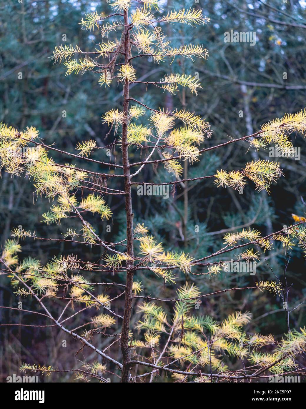 Autumn colors in the Dutch forest, Noorderheide, Elspeet, The ...