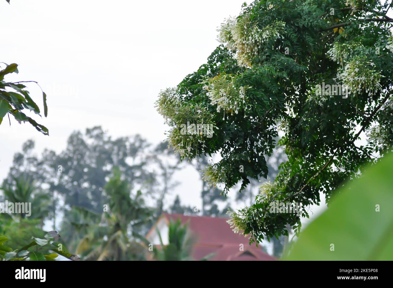 Cork tree, Indian cork tree or Millingtonia hortensis Linn or ...