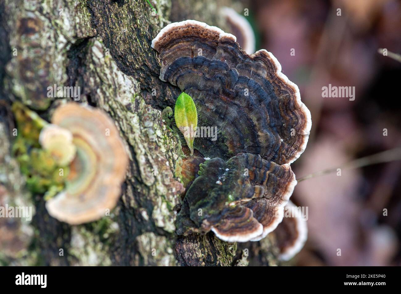 Iver, Buckinghamshire, UK. 10th November, 2022. Autumn's wildlife ...