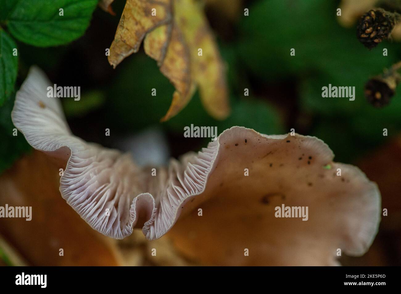 Iver, Buckinghamshire, UK. 10th November, 2022. Autumn's wildlife ...