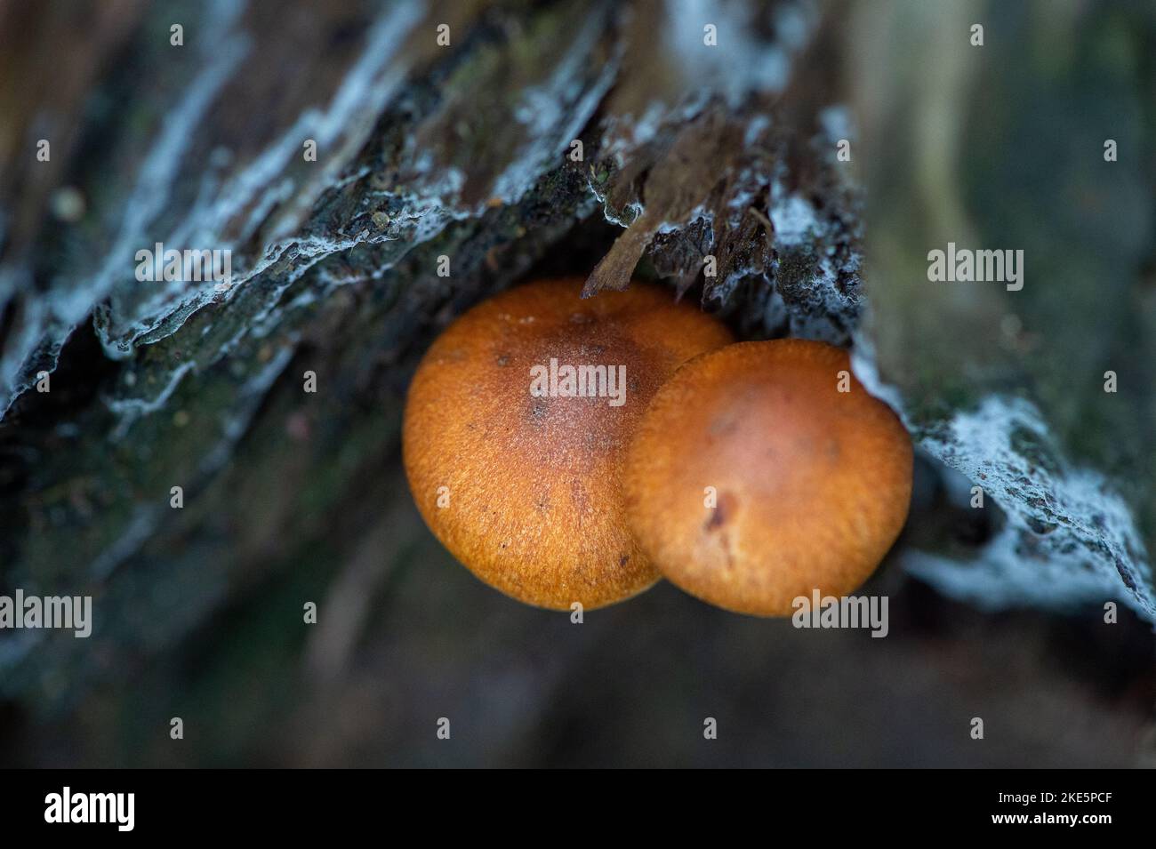Iver, Buckinghamshire, UK. 10th November, 2022. Autumn's wildlife ...