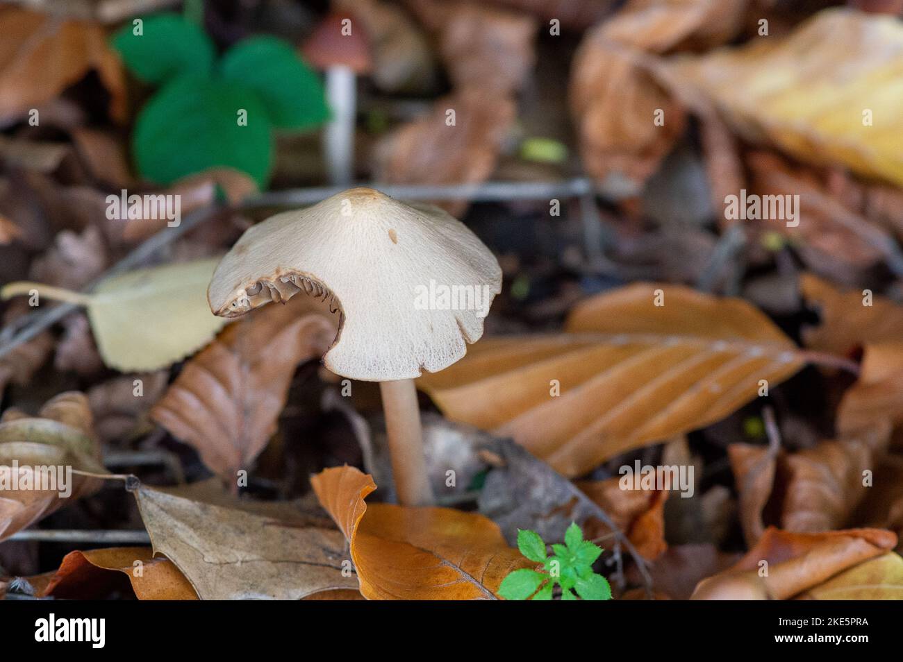 Iver, Buckinghamshire, UK. 10th November, 2022. Autumn's wildlife ...