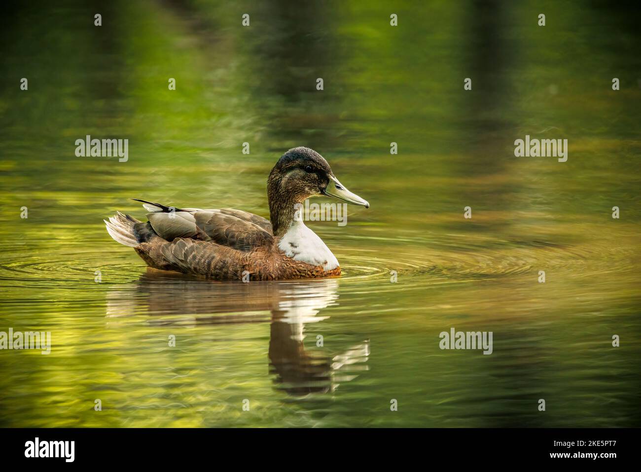 Duclair duck hi-res stock photography and images - Alamy