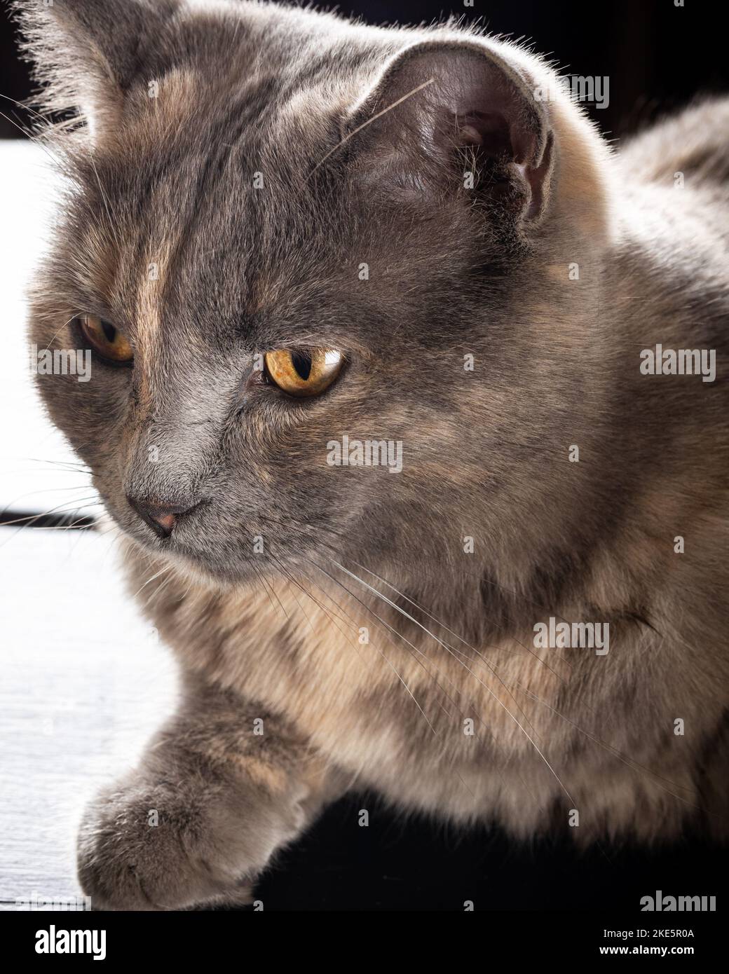 A gray shorthair cat with yellow eyes resting on the wooden table Stock ...