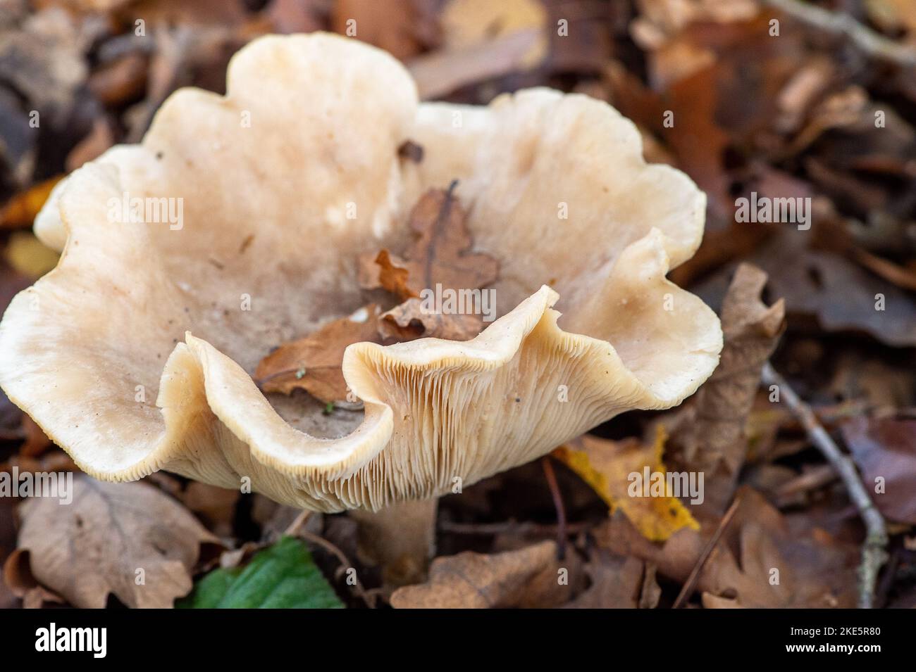 Iver, Buckinghamshire, UK. 10th November, 2022. Autumn's wildlife ...