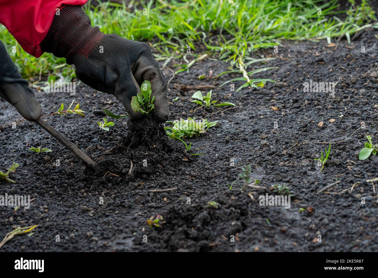 Weeding hook hi-res stock photography and images - Alamy