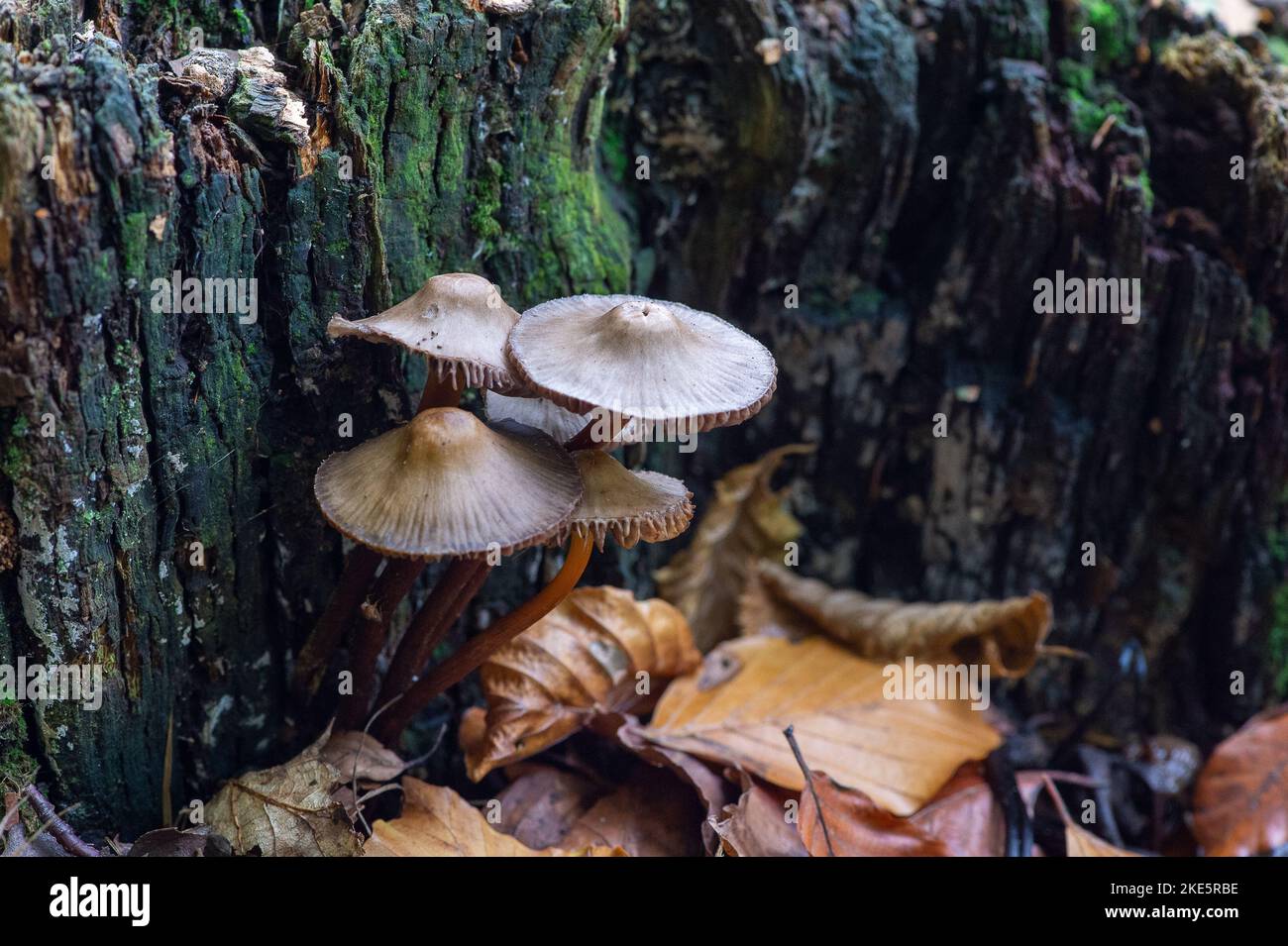 Iver, Buckinghamshire, UK. 10th November, 2022. Autumn's wildlife ...