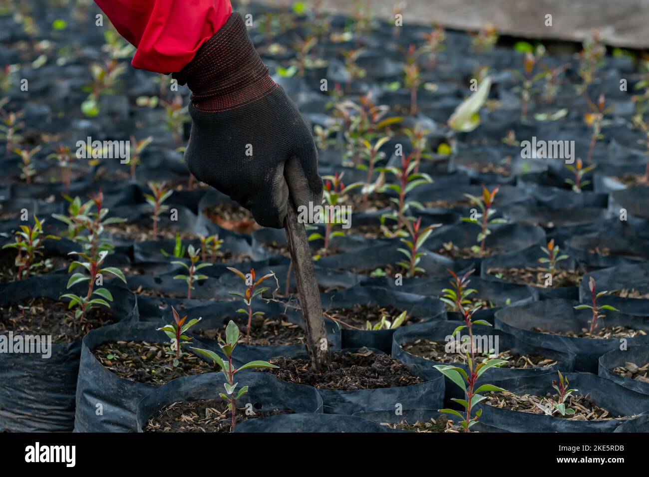 A professional hand with gloves weeding weeds hook for garden digging ...