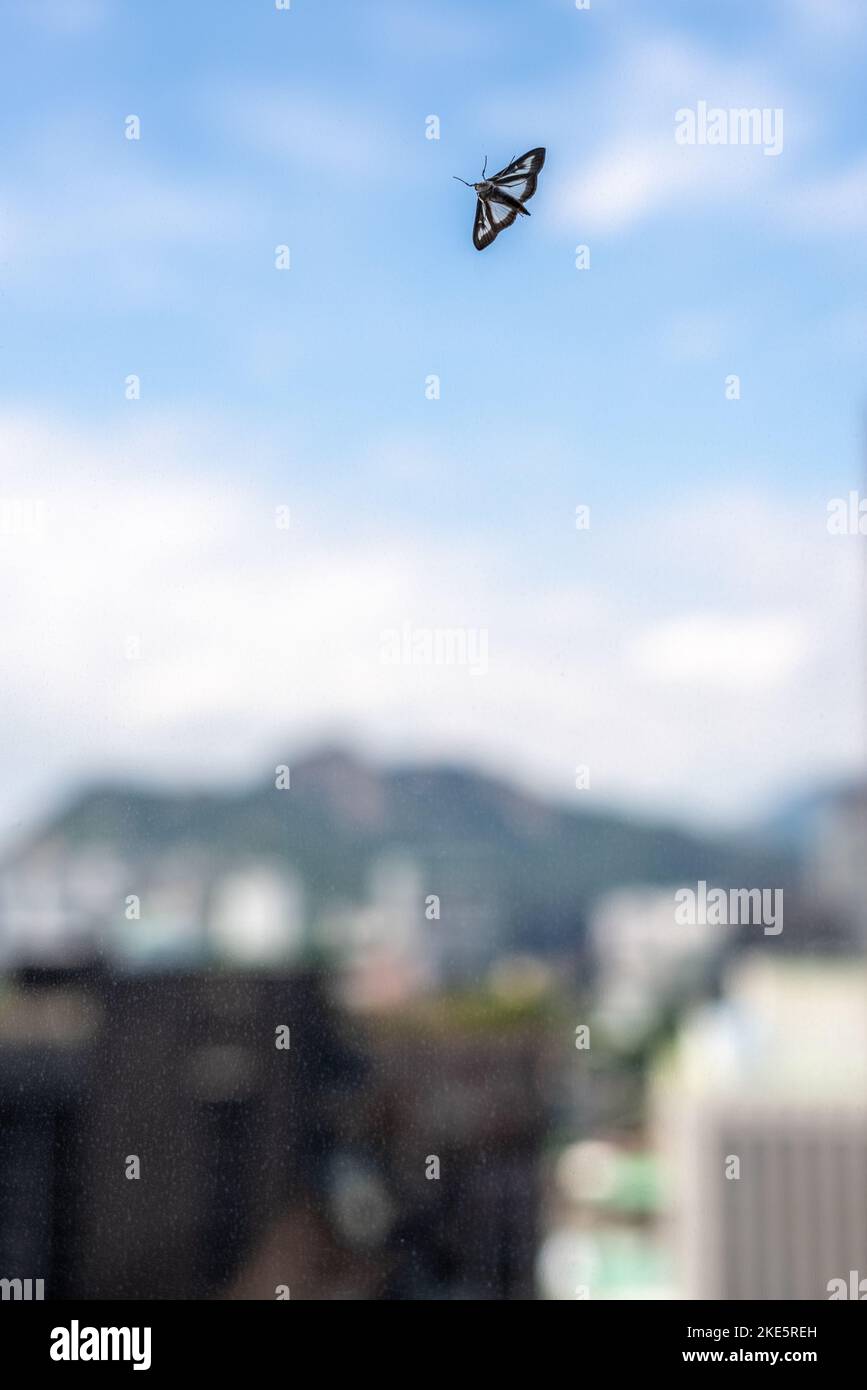 A beautiful closeup of a butterfly flying in the air with blurred ...