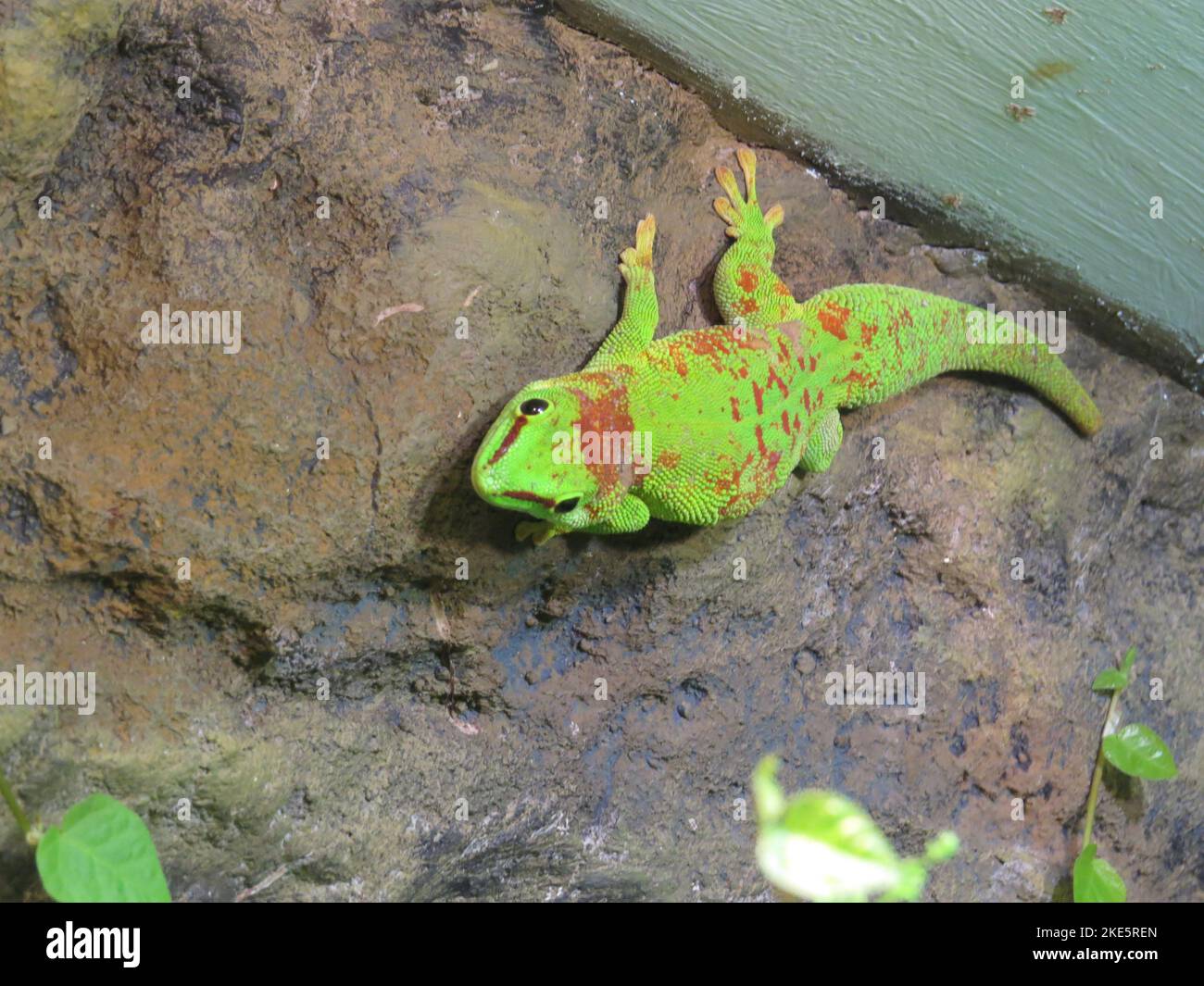 A high angle shot of a bright green brown spotted lizard on a rock ...