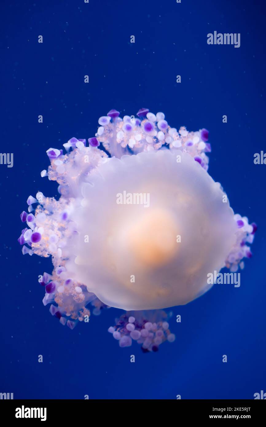 Close-up of fried egg (Cotylorhiza tuberculata) jellyfish, also known ...