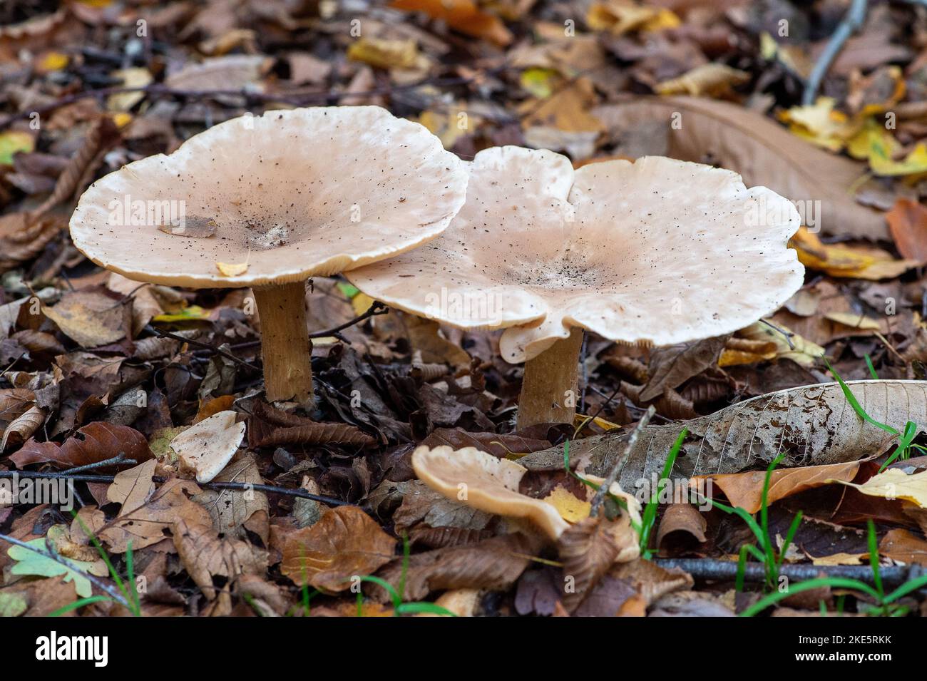 Iver, Buckinghamshire, UK. 10th November, 2022. Autumn's wildlife ...