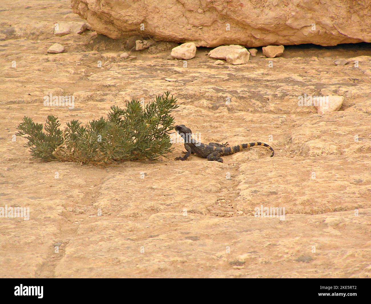 Pearl of allah hi-res stock photography and images - Alamy