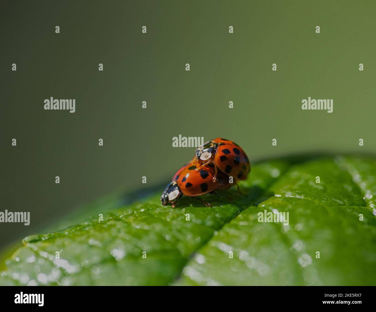 A pair of British ladybirds mating on a garden leaf Stock Photo - Alamy