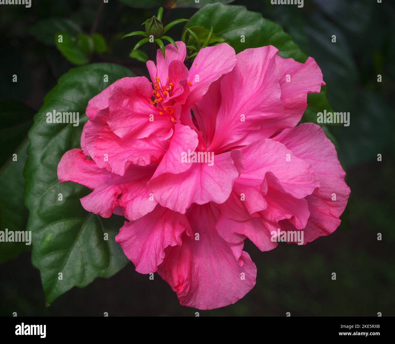 Closeup view of bright pink double hibiscus rosa sinensis flower ...