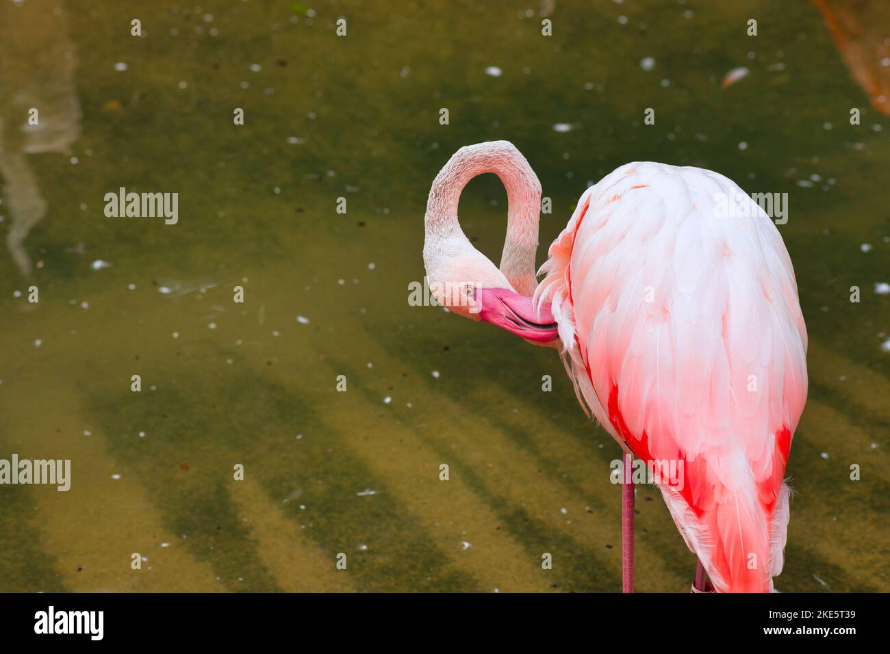 A Flamingo at The Nashville Zoo biting an itchy part of its back Stock ...