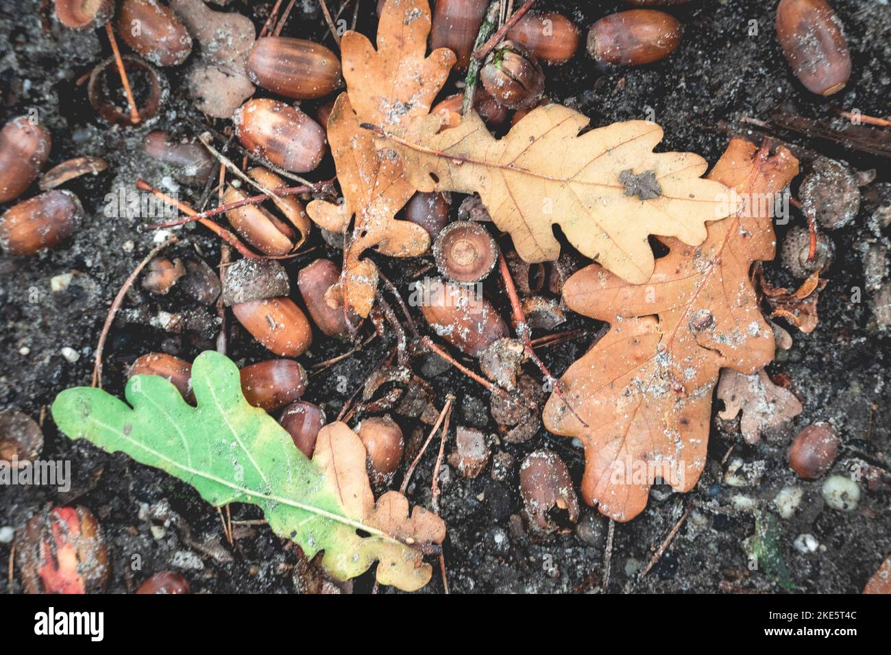 Golden oak wood texture hi-res stock photography and images - Alamy