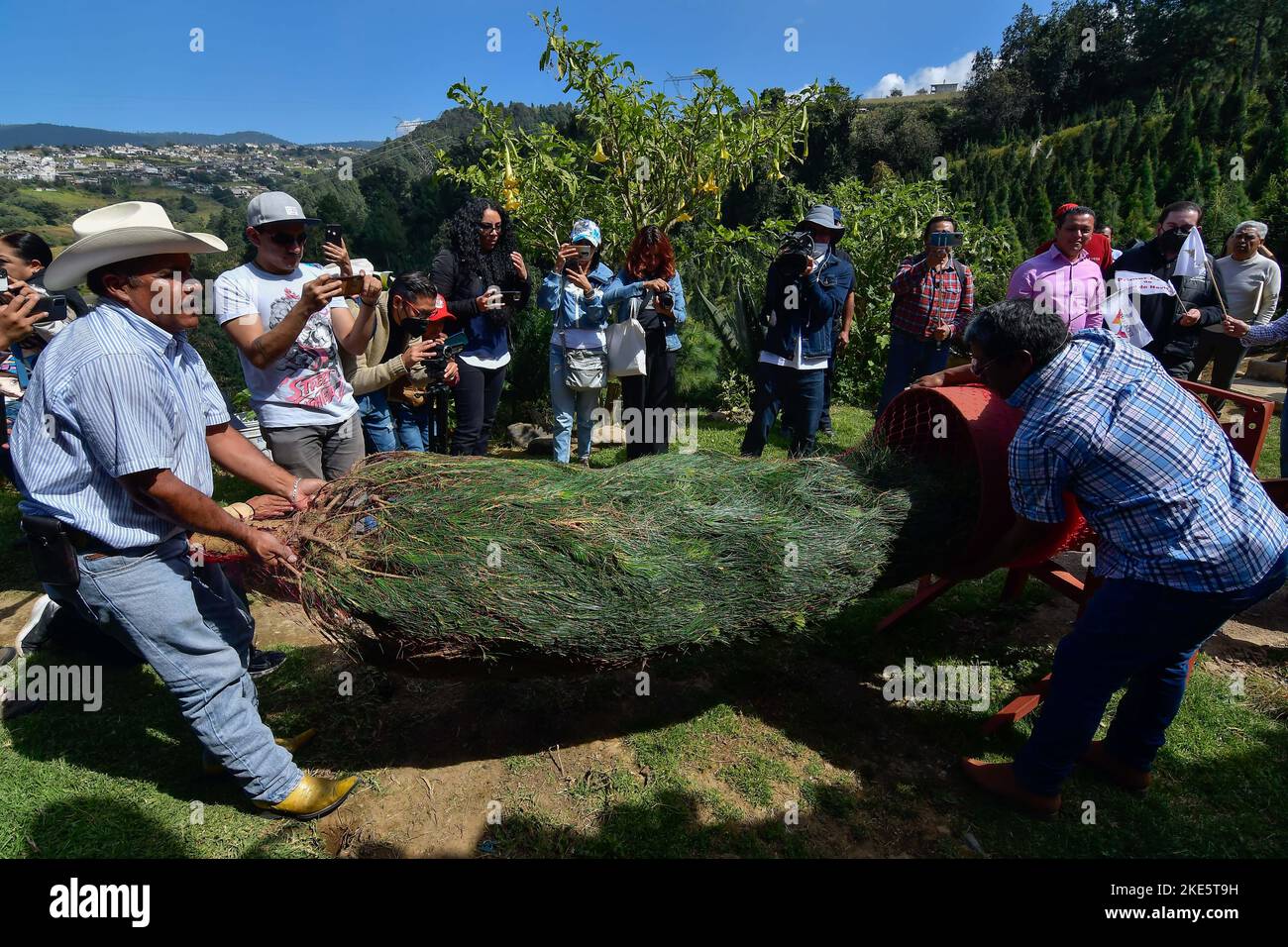 Non Exclusive: November 09 in Xonacatlan, Mexico : Christmas tree ...