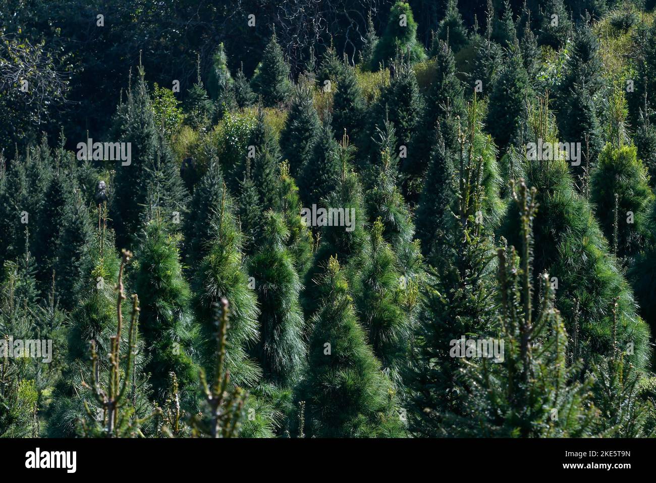 Non Exclusive: November 09 in Xonacatlan, Mexico : Christmas tree ...