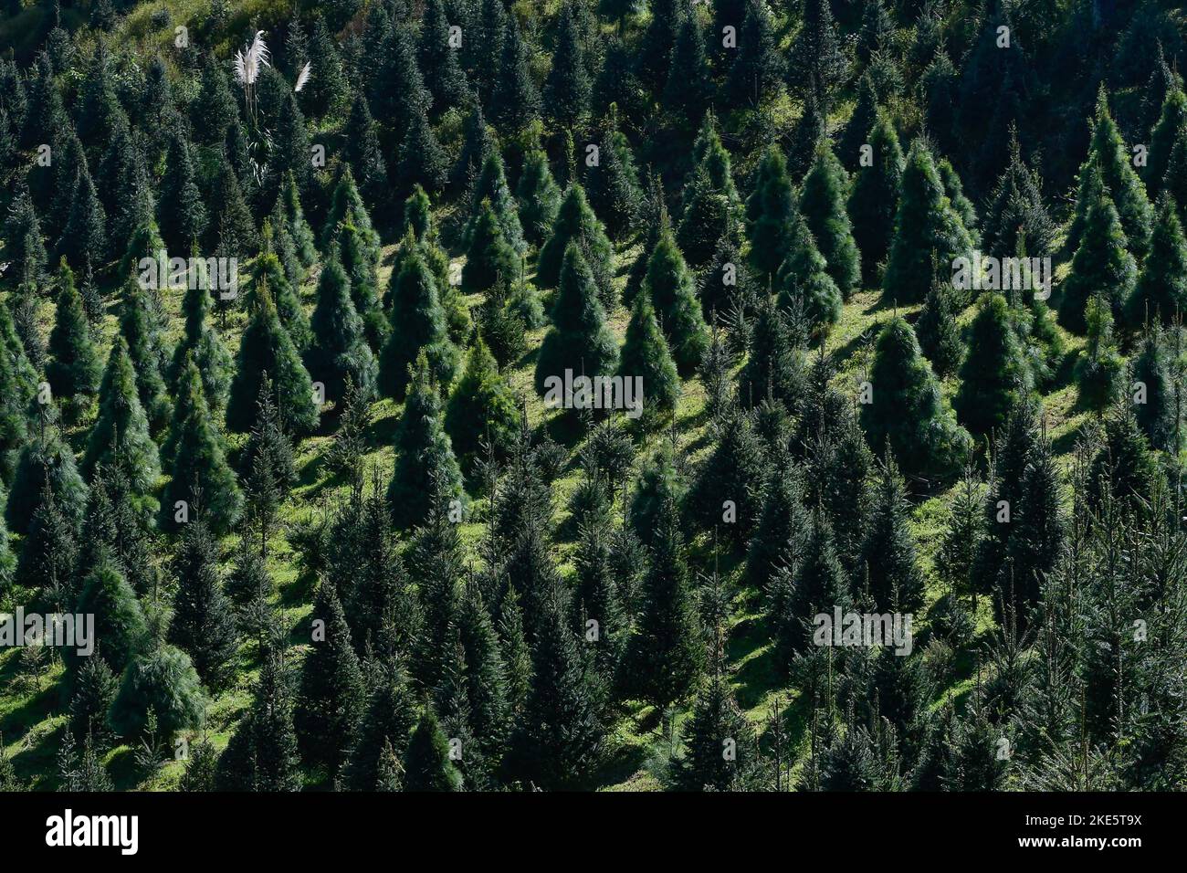 Non Exclusive: November 09 in Xonacatlan, Mexico : Christmas tree ...