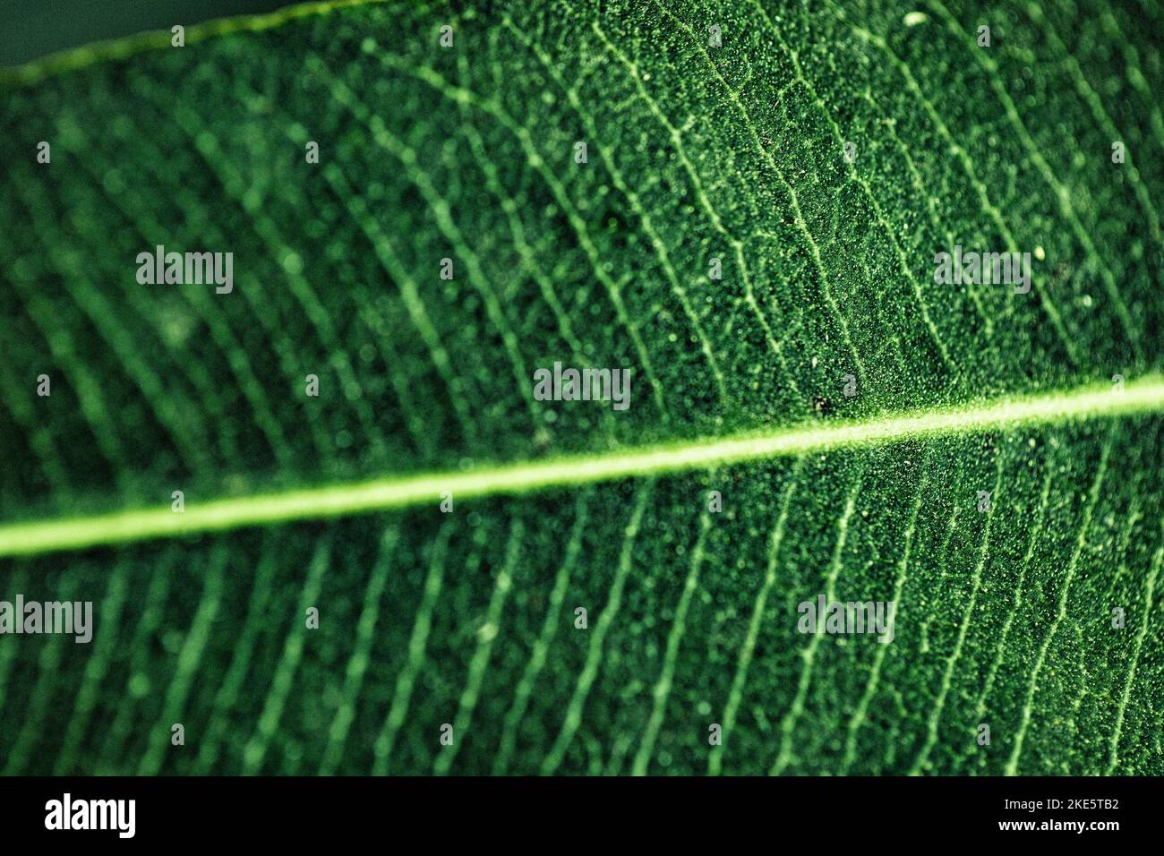 Back side of a leaf hi-res stock photography and images - Alamy