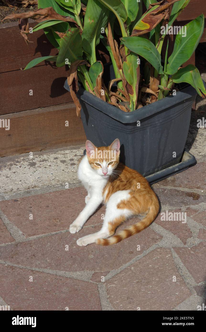 Ginger cat, Lesbos, Greece Stock Photo - Alamy