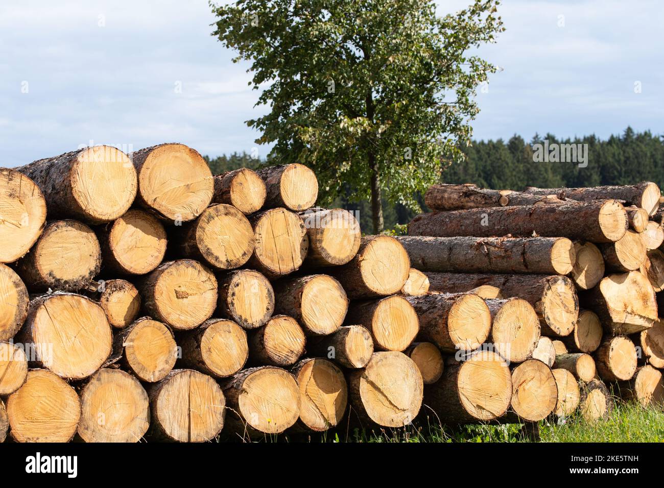 Tree trunks stacked hi-res stock photography and images - Alamy