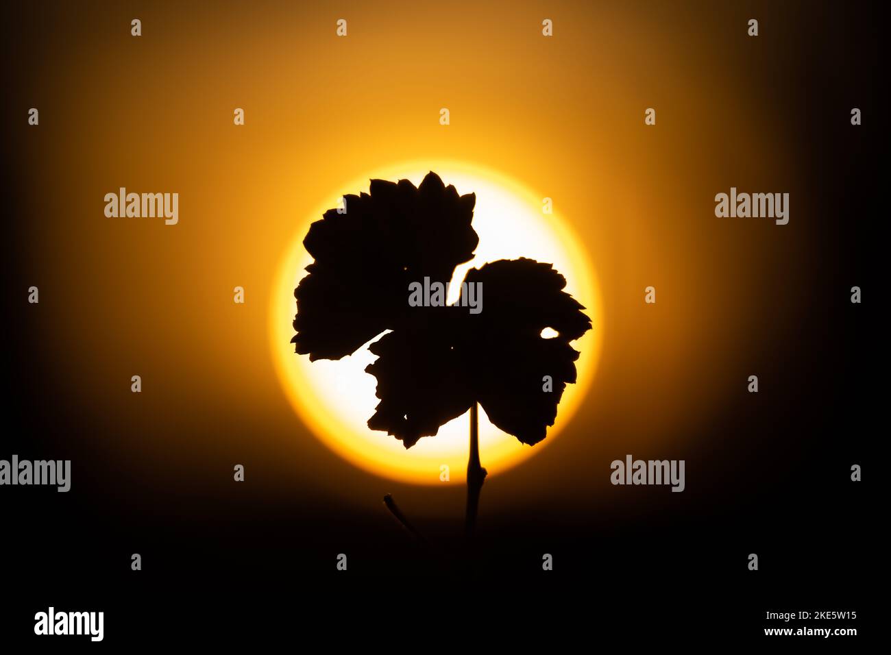 10 November 2022, Hessen, Frankfurt/Main: The sun is behind a vine leaf ...