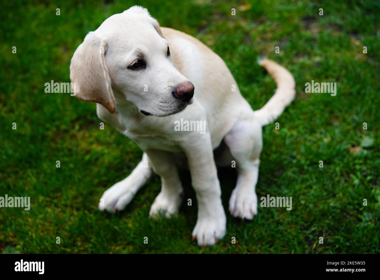 short coated britisch Labrador retriever 4 month old Stock Photo - Alamy