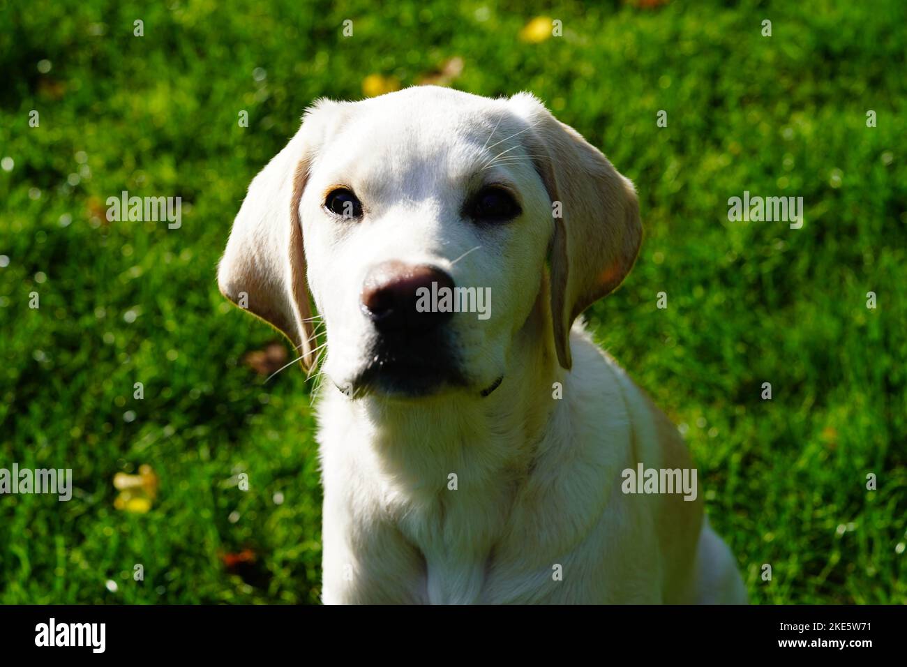 short coated britisch Labrador retriever 4 month old Stock Photo - Alamy