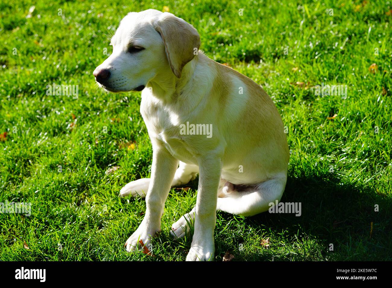 short coated britisch Labrador retriever 4 month old Stock Photo - Alamy