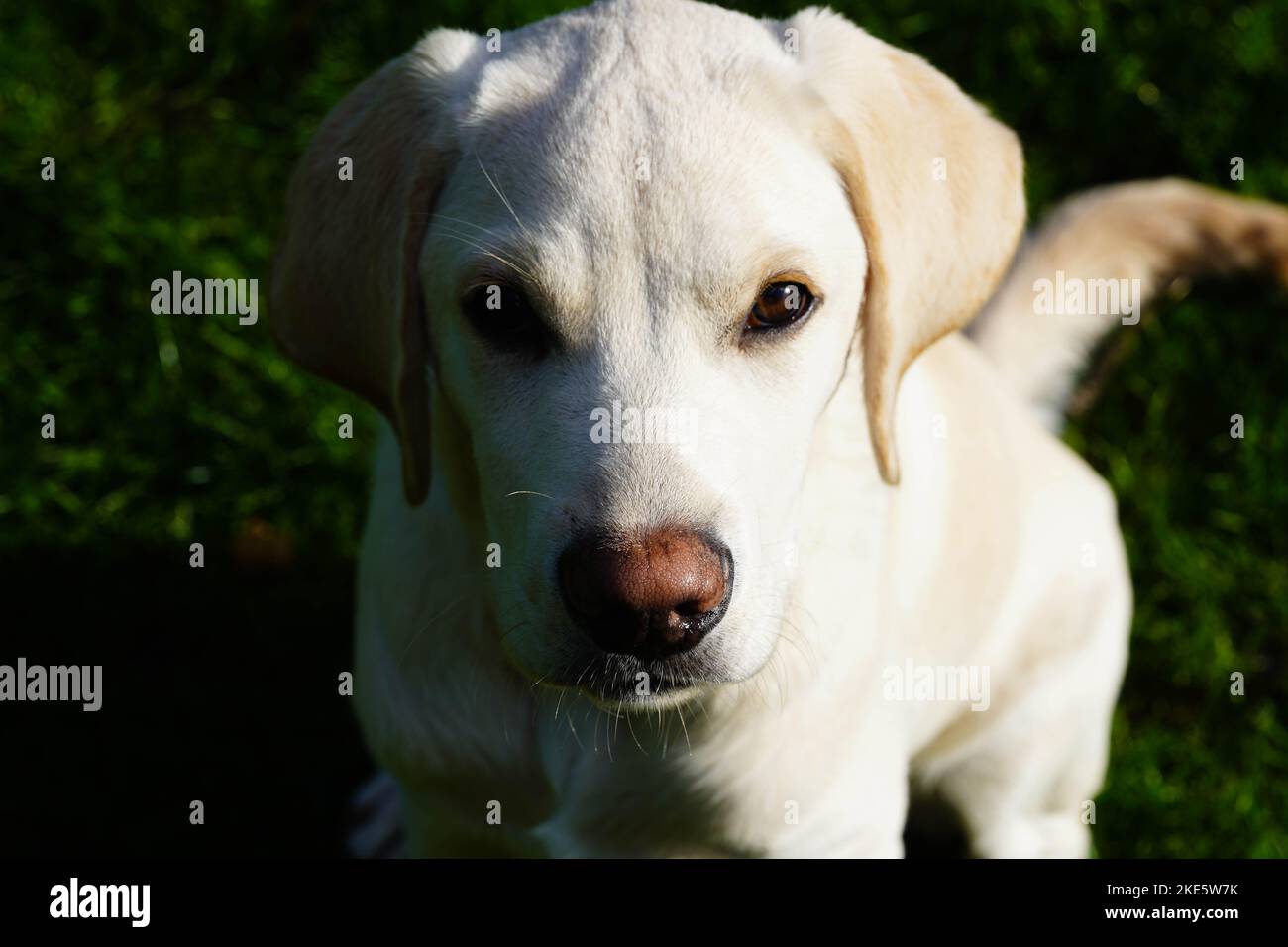 short coated britisch Labrador retriever 4 month old Stock Photo - Alamy