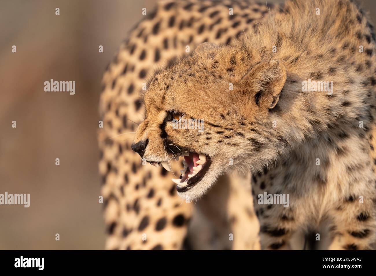 Cheetah hissing and showing its teeth in South Africa Stock Photo - Alamy