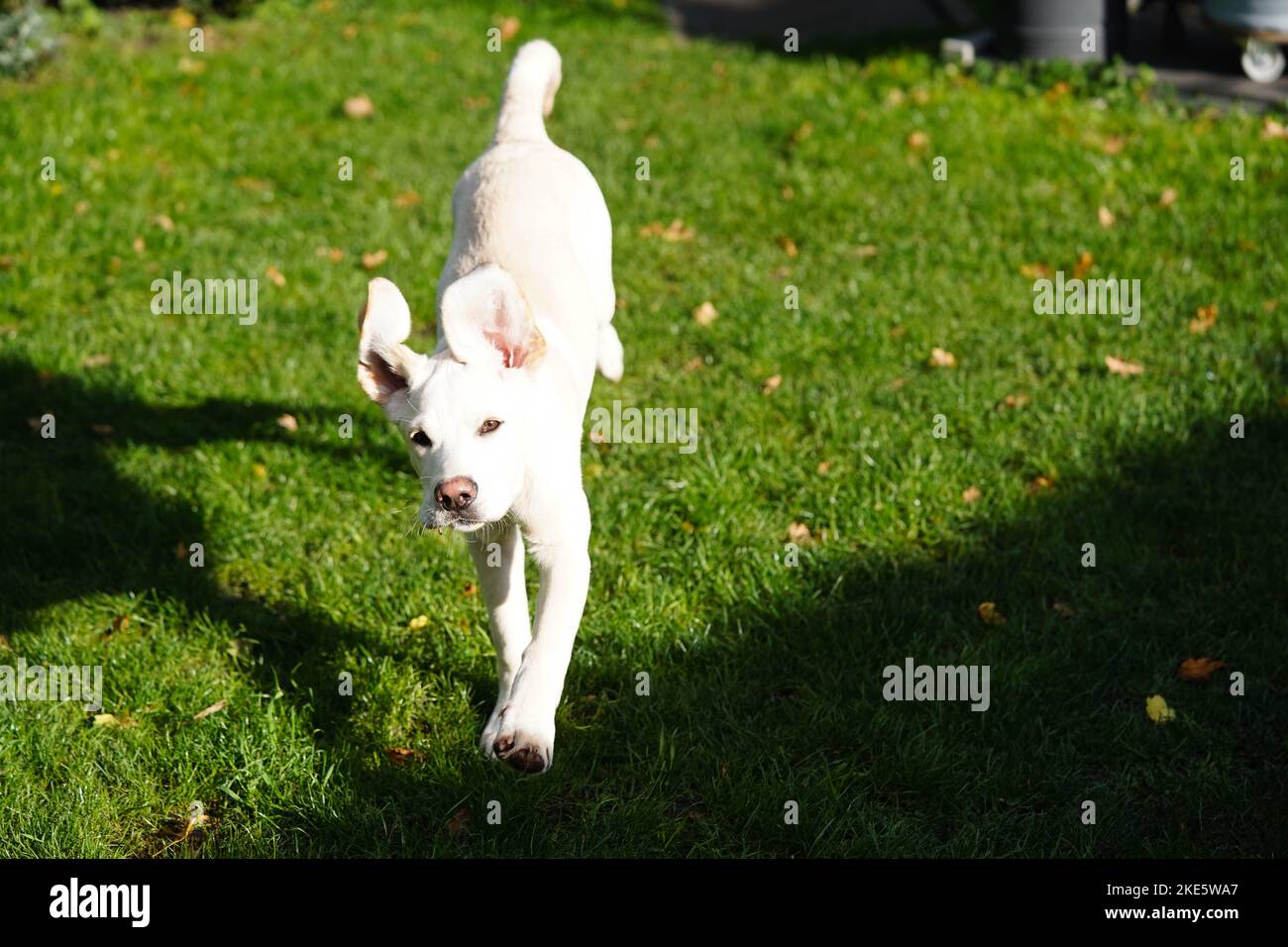short coated britisch Labrador retriever 4 month old Stock Photo - Alamy